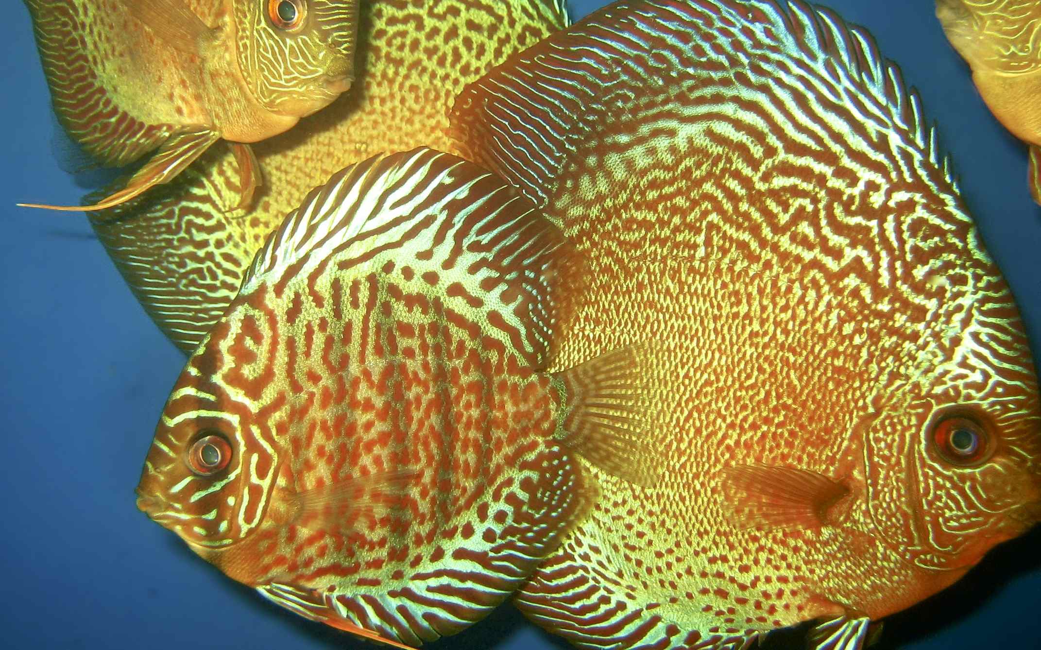 IMG_0057 - Zierfisch Zentrum : Zierfisch Zentrum