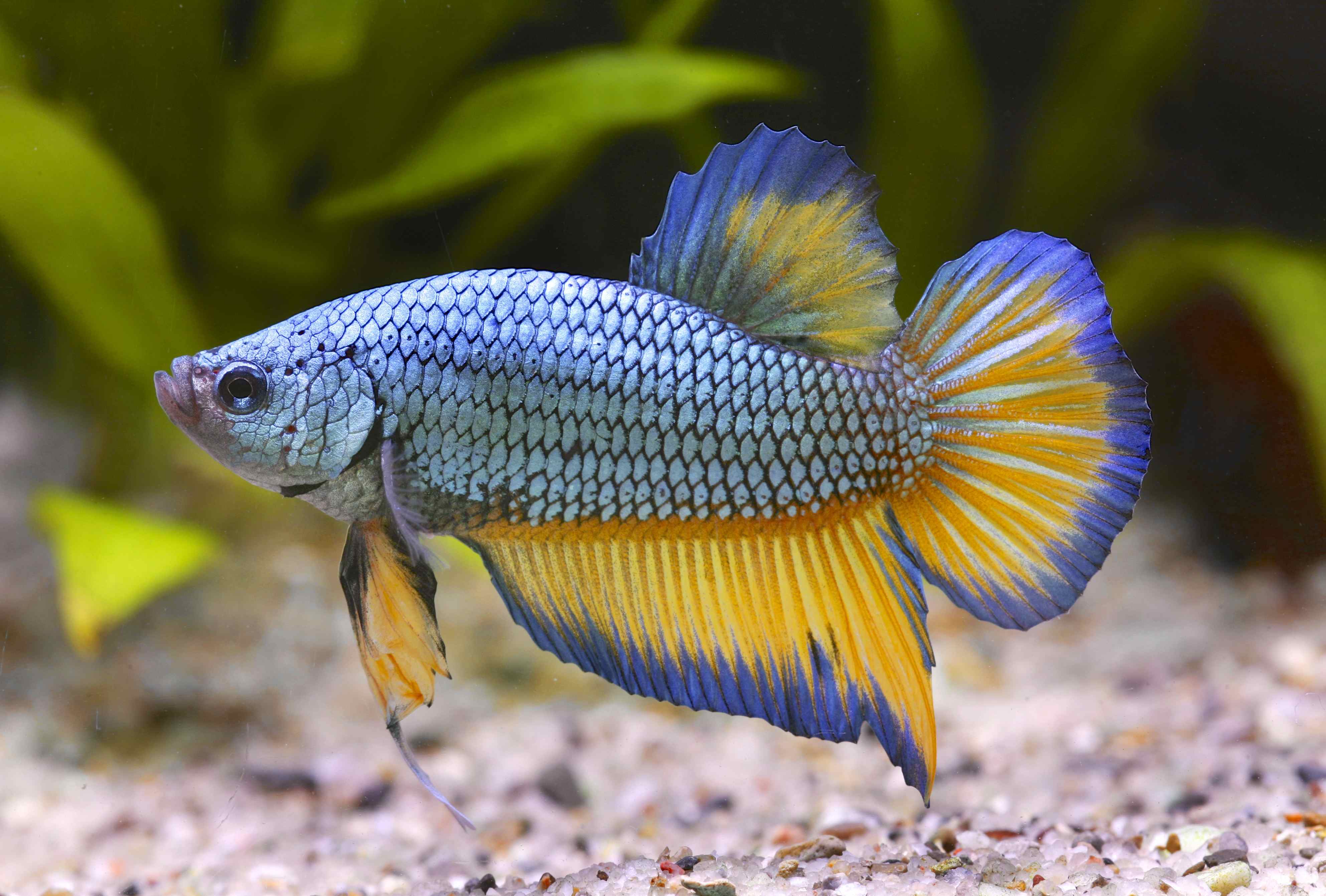 cl10 - Zierfisch Zentrum : Zierfisch Zentrum