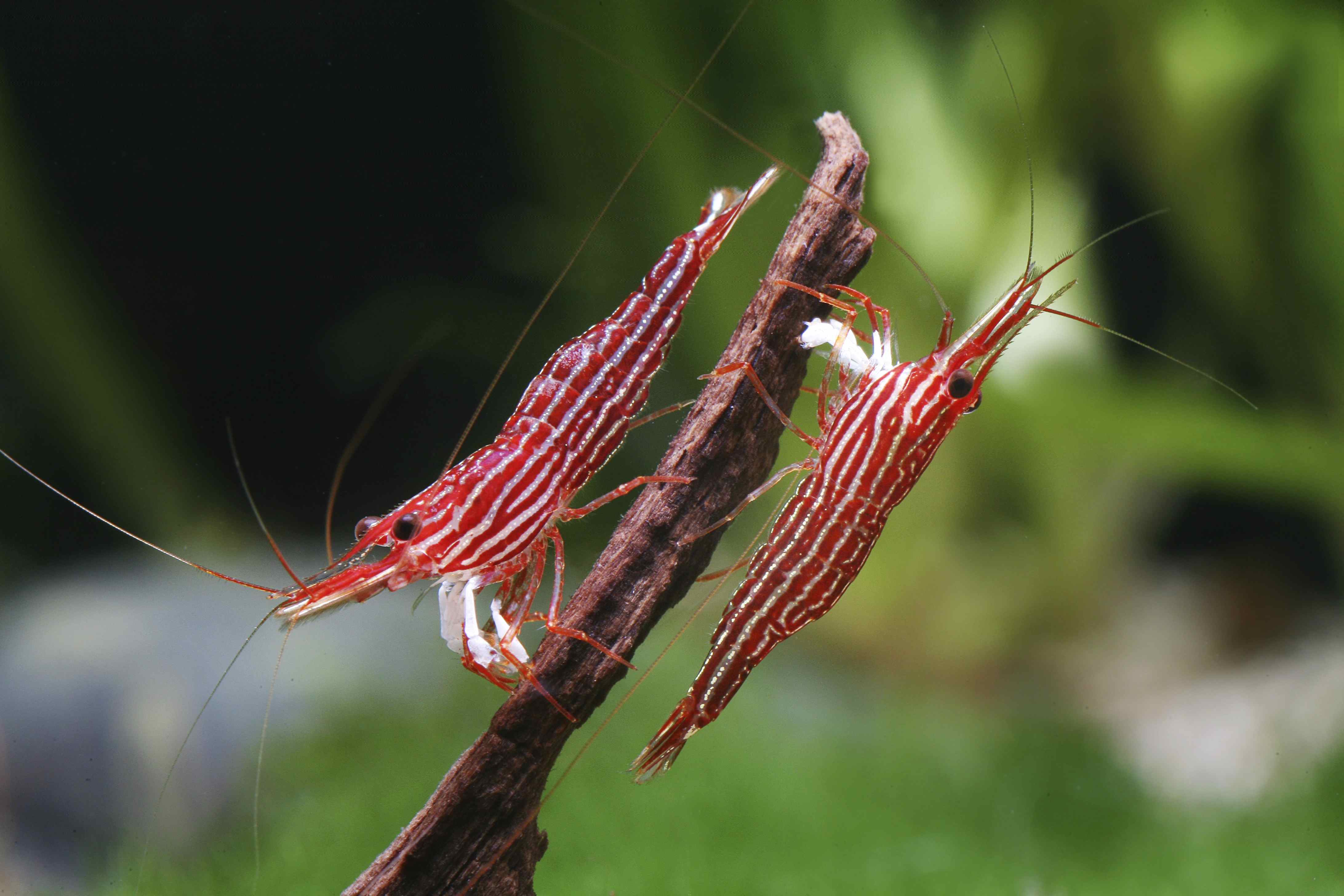 cl15 - Zierfisch Zentrum : Zierfisch Zentrum