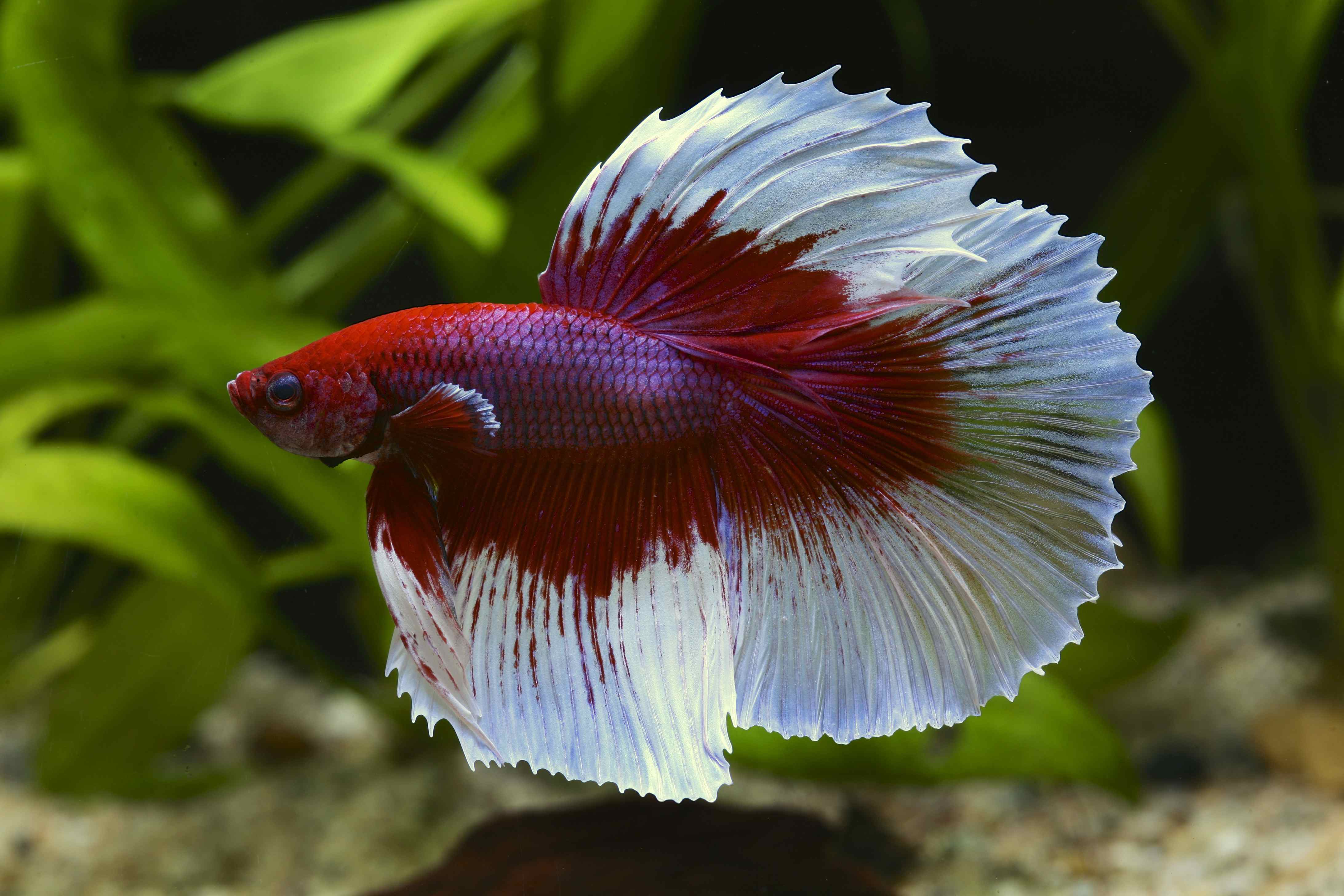 cl16 - Zierfisch Zentrum : Zierfisch Zentrum