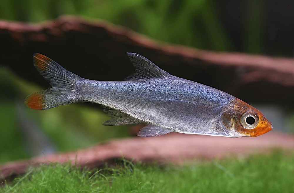 cl57 - Zierfisch Zentrum : Zierfisch Zentrum